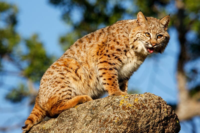 Rotluchs, Der Auf Einem Felsen Sitzt Stockfoto - Bild von pendel, luchs ...