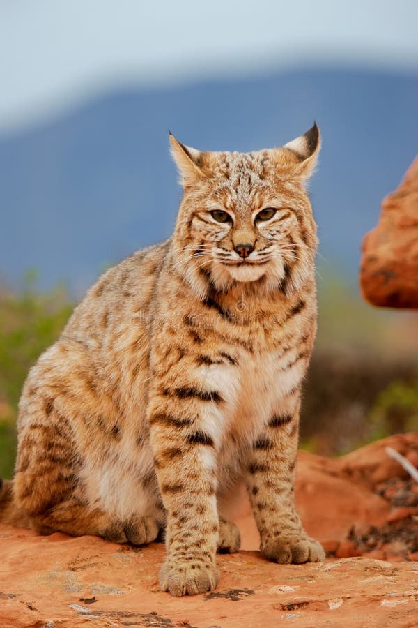 Rotluchs, Der Auf Einem Felsen Sitzt Stockfoto - Bild von pendel, luchs ...