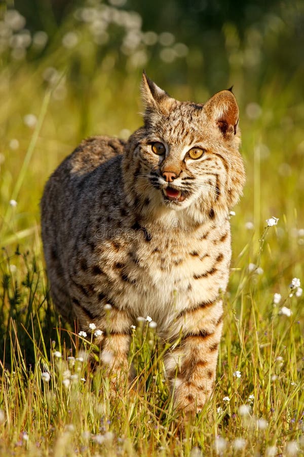 Rotluchs, Der in Einem Gras Mit Blumen Steht Stockbild - Bild von rufus ...