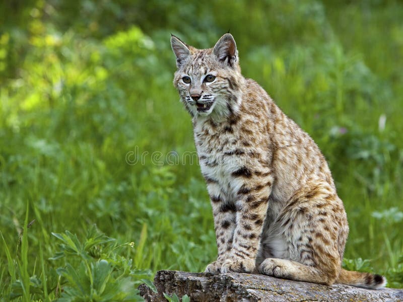Rotluchs im Ruhezustand stockfoto. Bild von luchs, rufus - 27190072