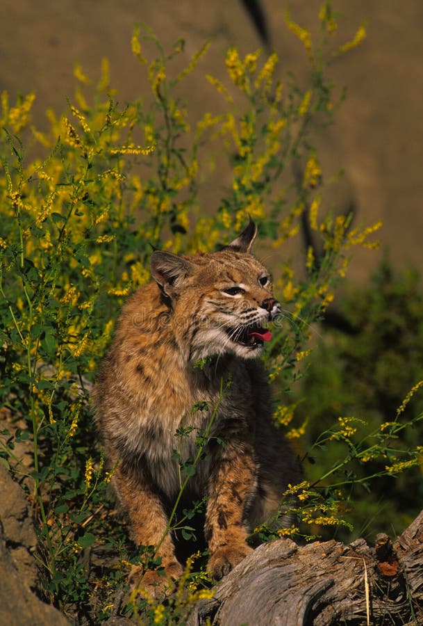 Rotluchs-Portrait stockfoto. Bild von jäger, raub, rotluchs - 17426824