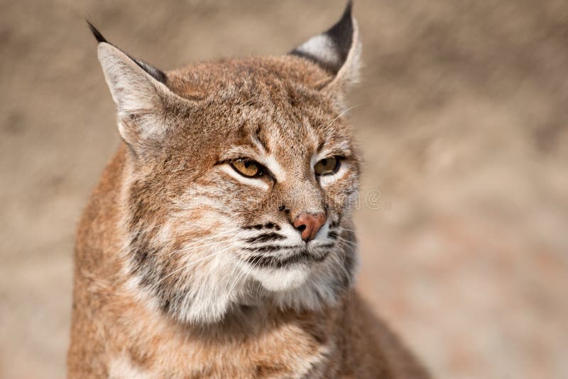 Rotluchs - (Luchs rufus) stockfoto. Bild von tier, vereinigt - 21600276