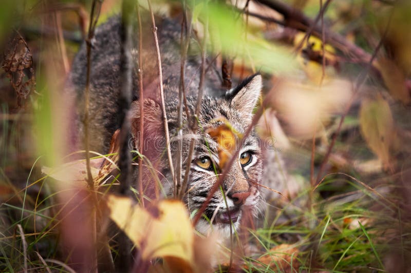 Rotluchs (Luchs Rufus) Anpirschendes Verhalten Anzeigend Stockfoto ...