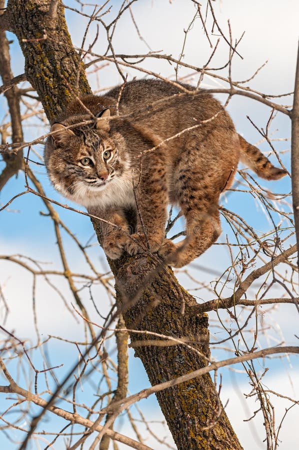 Rotluchs (Luchs Rufus) Duckt Sich Getarnt Im Baum Stockfoto - Bild von ...