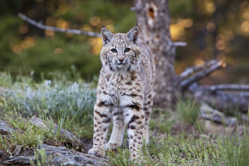 Rotluchs-Luchs Rufus Kämpfen Stockfoto - Bild von amerikanisch ...