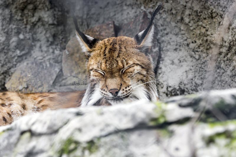 Roter Luchs Auf Einem Felsen Stockfoto - Bild von felsen, braun: 16159148