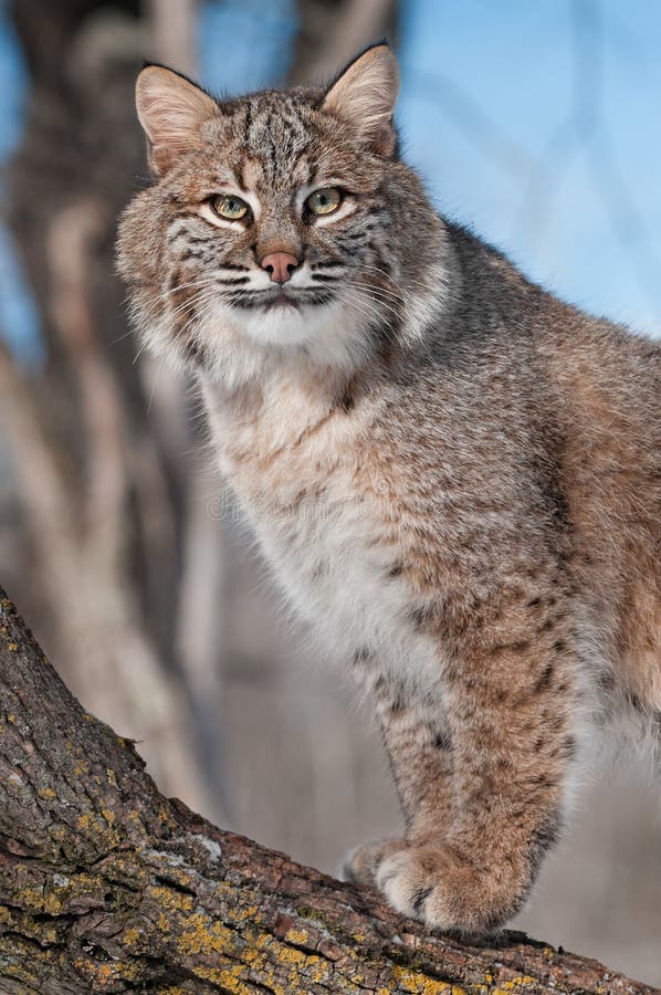 Rotluchs (Luchs Rufus) Steht Auf Der Niederlassung, Die Recht Schaut ...