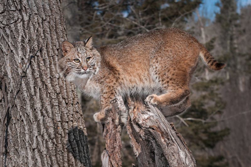 Rotluchs (Luchs Rufus) Steigt Unten Baum Stockfoto - Bild von winter ...