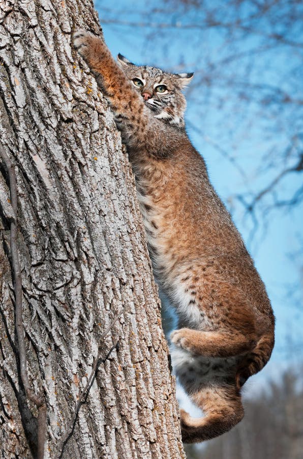 Rotluchs (Luchs Rufus) Steigt Unten Baum Stockfoto - Bild von säugetier ...