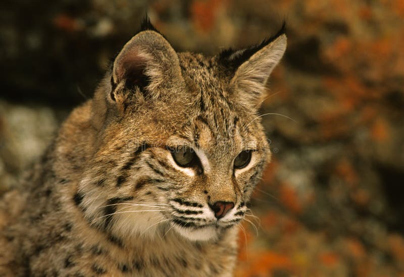 Rotluchs-Portrait stockfoto. Bild von jäger, raub, rotluchs - 17426824