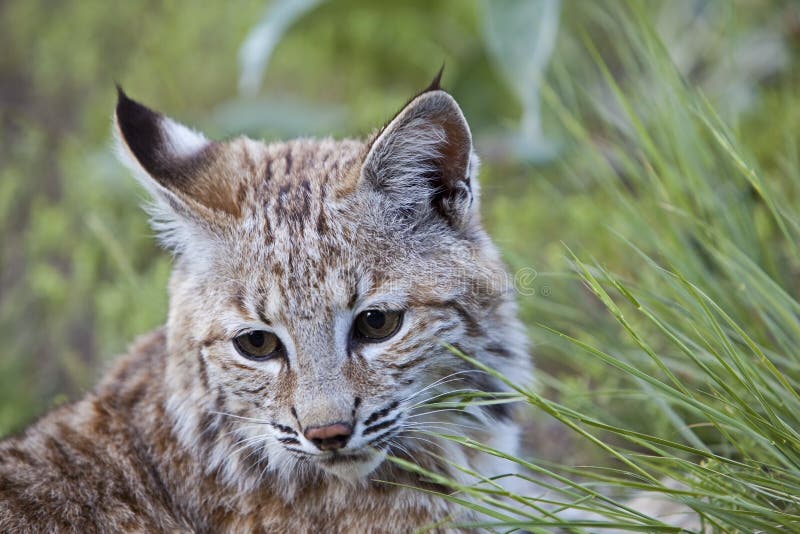 Rotluchs auf Stumpf stockbild. Bild von erwachsener, säugetier - 27080049