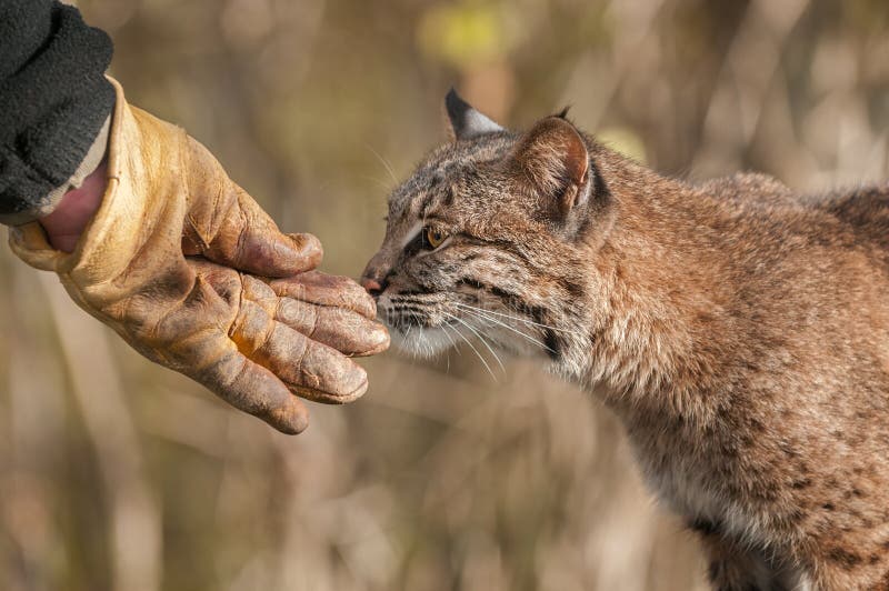 Rotluchs (Luchs Rufus) Steigt Unten Baum Stockfoto - Bild von winter ...