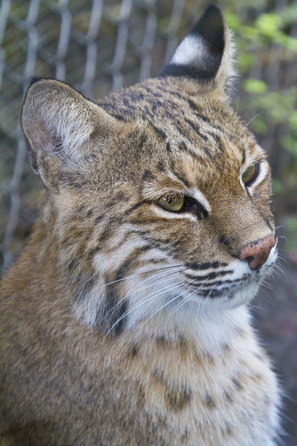 Rotluchs (Luchs Rufus) Schließen Oben Stockfoto - Bild von zweig, baum ...