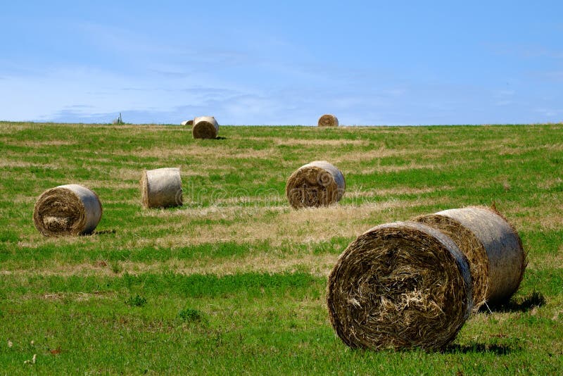 Rotoballe fotografia stock. Immagine di cornuto, agricolo - 41155404