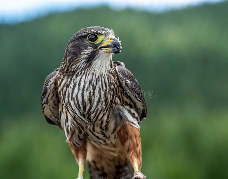 NZ Falcon or Karearea stock image. Image of zealand - 355343459