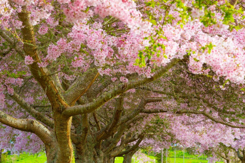 Rotorua Tree Trust stock photo. Image of time, springtime - 127280038