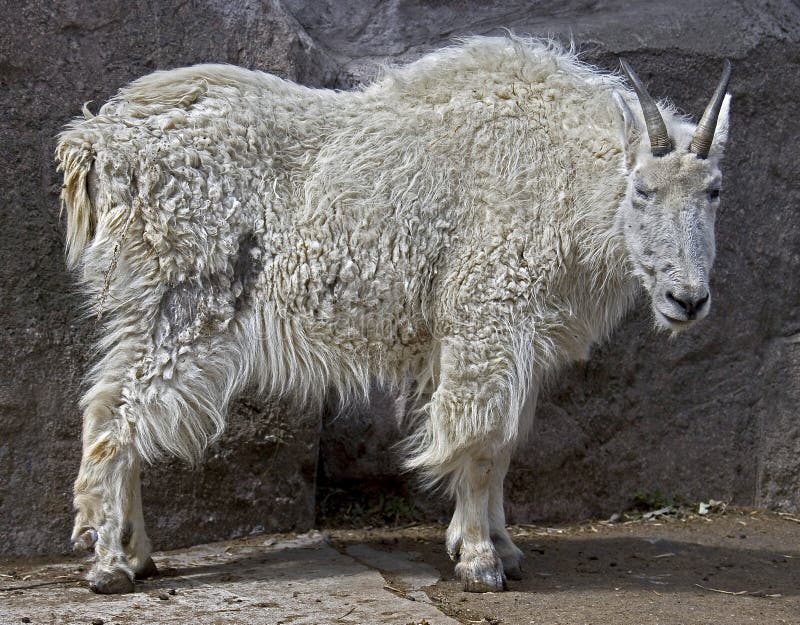 Rotsachtige berggeit 3 stock foto. Image of herbivoor - 9496726