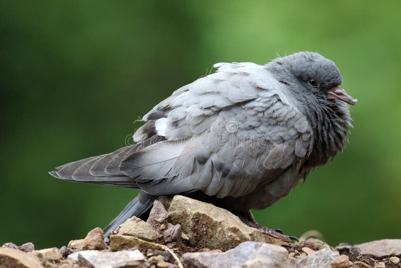 De duif van de rots stock foto. Image of zitting, zonnig - 16017276