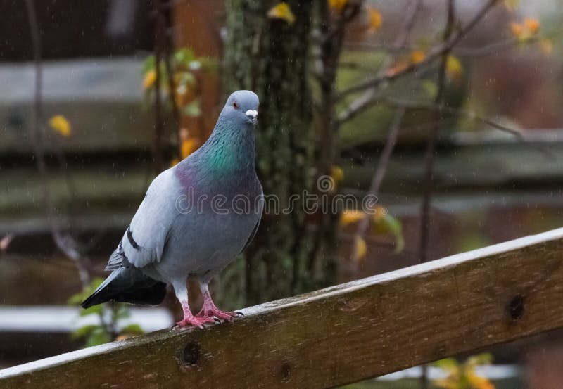 Een Rotsduif Columba Livia in Een Park in Het Centrum Van De Stad ...