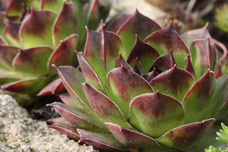 Rotstuin stock foto. Image of bloem, groen, stuk, rots - 31242726