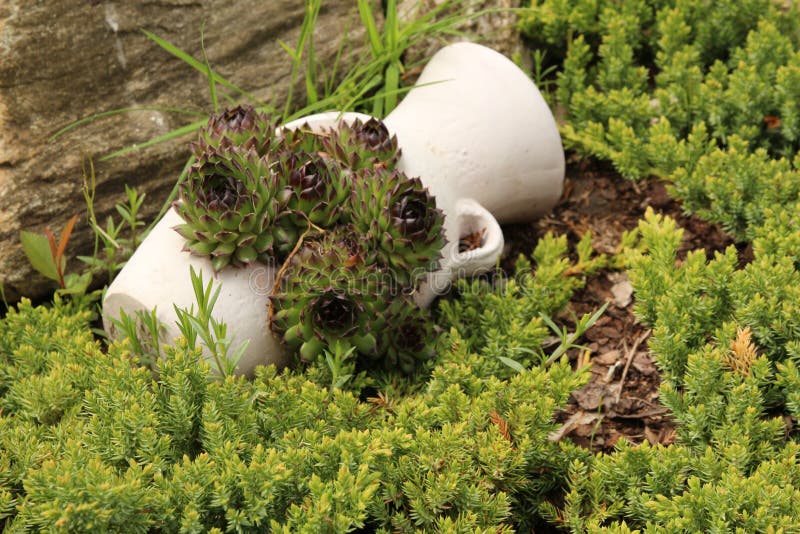 Rotstuin stock afbeelding. Image of struiken, groen, rotsachtig - 71591371