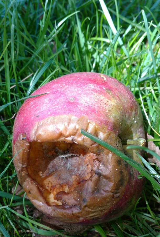 Rotte appel stock foto. Image of najaar, appel, grijs - 99544854