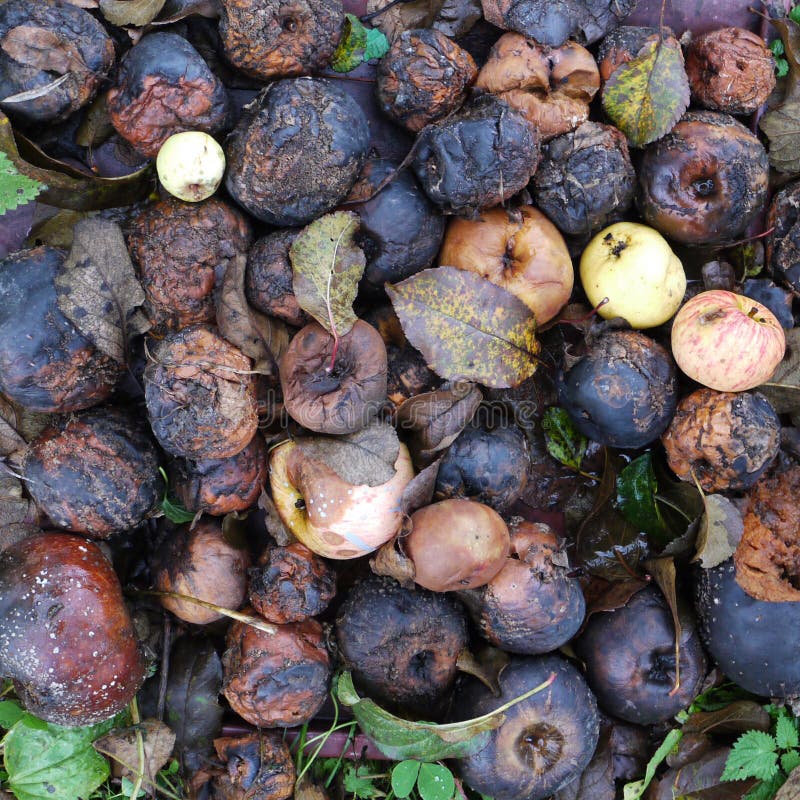 Rottend fruit in een doos stock afbeelding. Image of cultiveer - 112909497