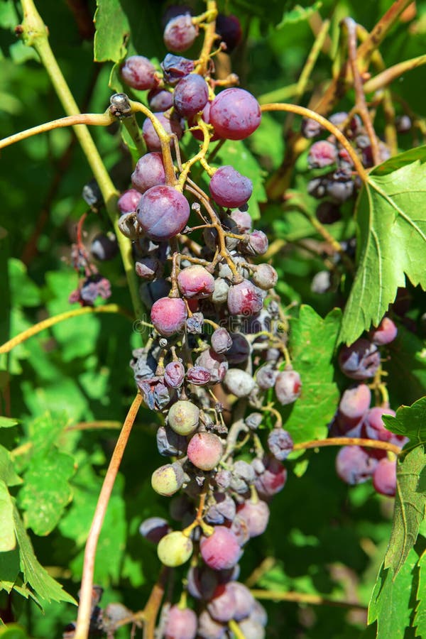Faule Trauben stockfoto. Bild von trauben, faule - 10404478