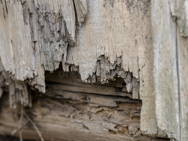 Rotted boards stock image. Image of wall, background - 80069421