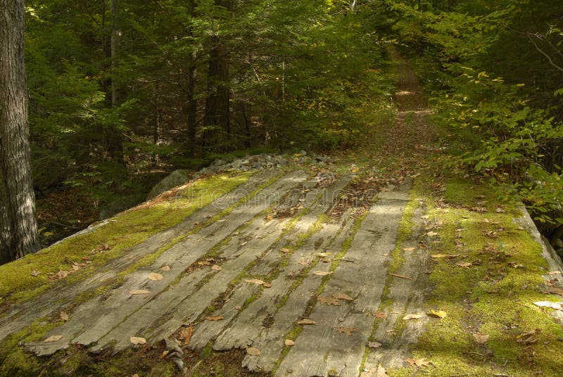 Overgrown Trail through Forest Stock Photo - Image of light, summer ...