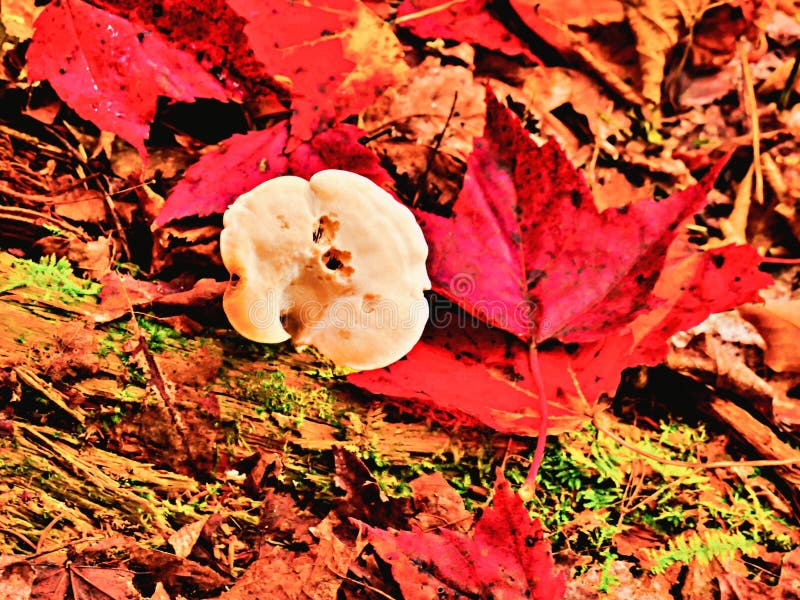 A Rotted Mushroom and Red Leaves Stock Photo - Image of plant, tree ...