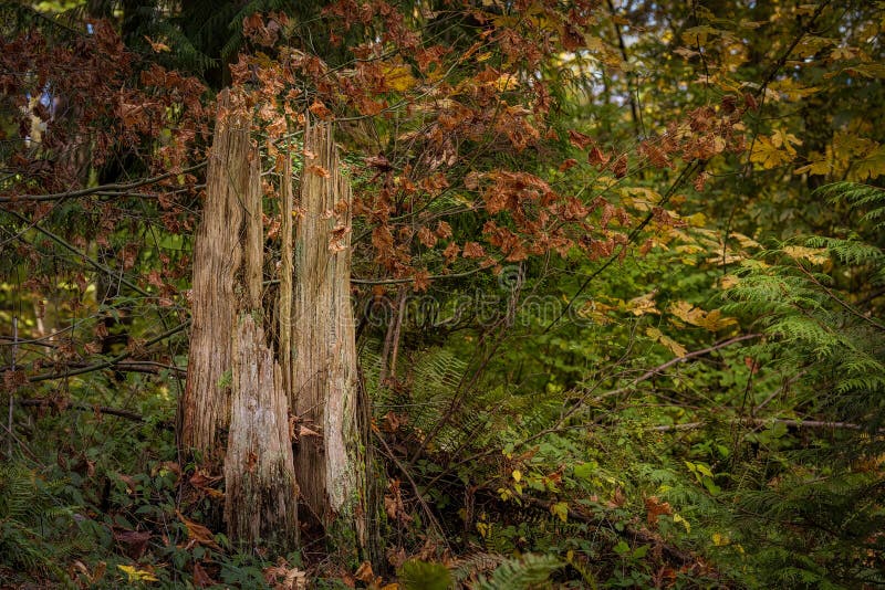 Rotted Out Stump with a Tree Leaning on it with Fall Leaves Background ...