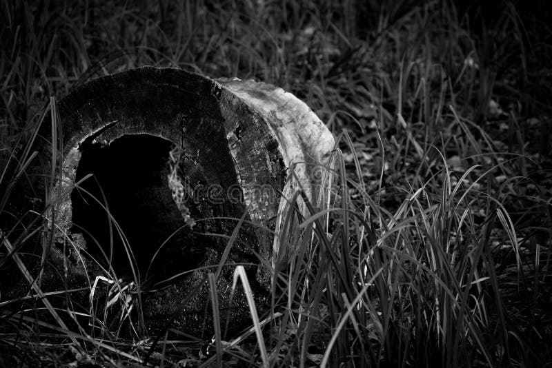 Rotted Out Tree Stump in the Woods Stock Image - Image of forest ...