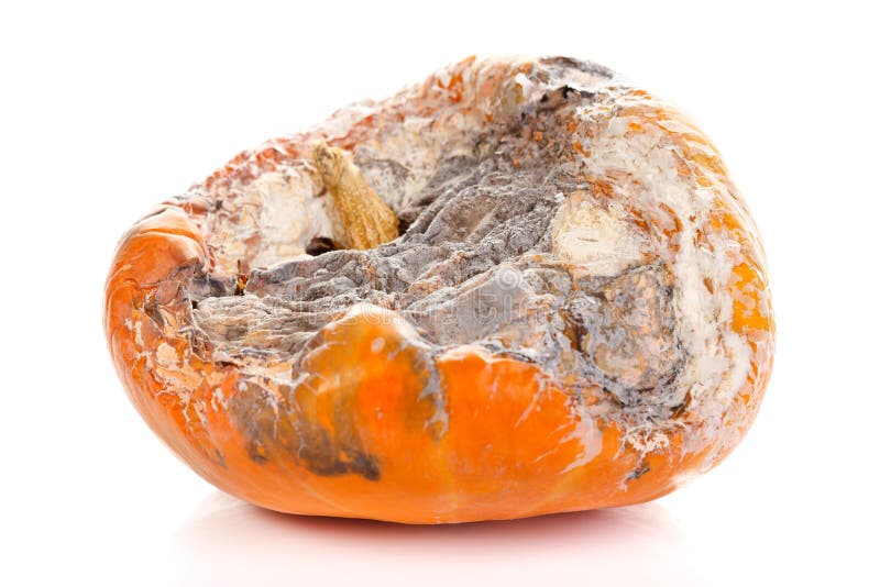 Rotted pumpkin stock photo. Image of vegetable, background - 34867232