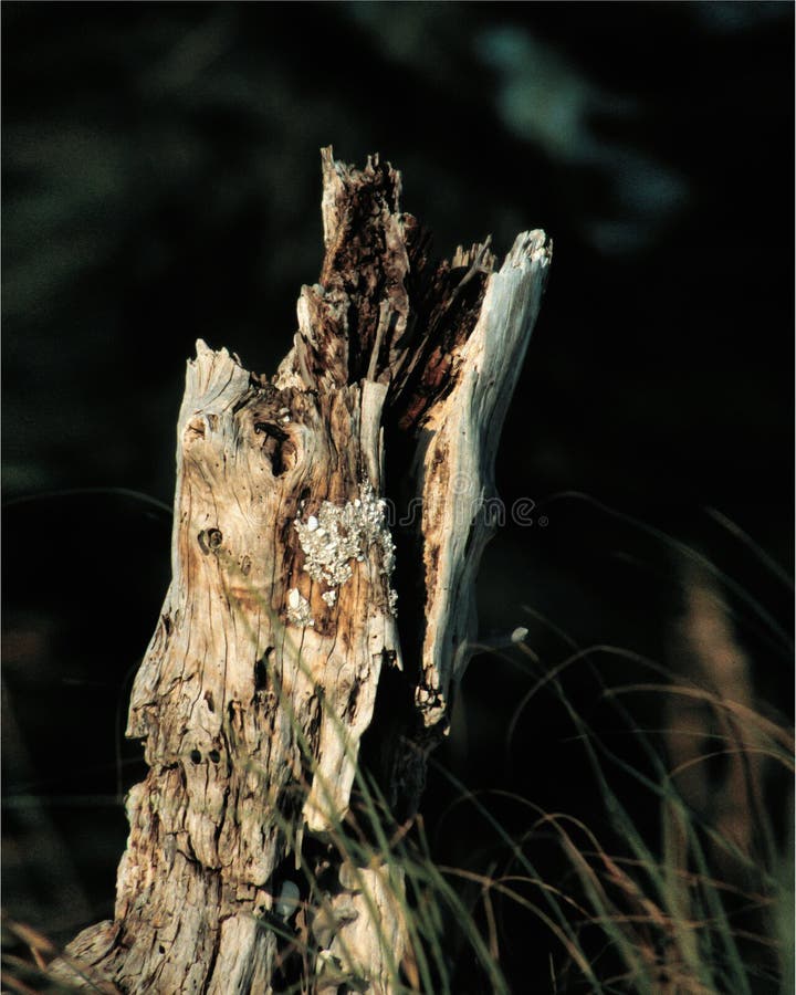 Rotted tree stump stock photo. Image of florida, forest - 128516534