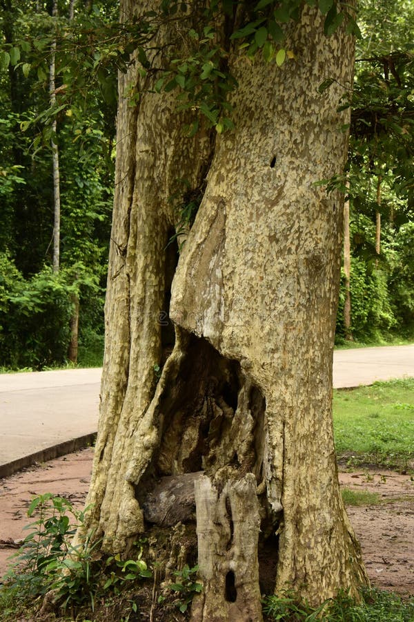 Rotted tree stock photo. Image of vast, tree, deciduous - 114452770