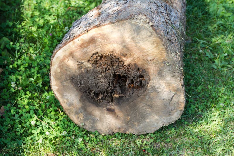 Rotted sawn tree trunks stock image. Image of bark, wood - 37172983