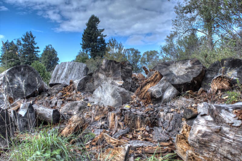 Rotted Wood stock photo. Image of tree, forest, blue - 45773918