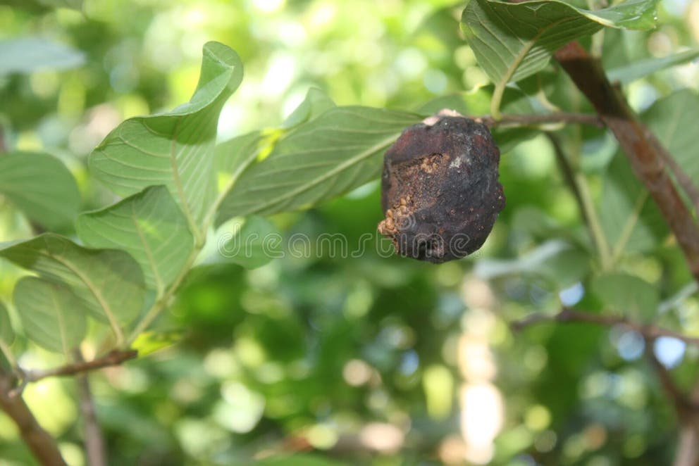 Rotten stock image. Image of rotten, time, falling, poison - 195994451