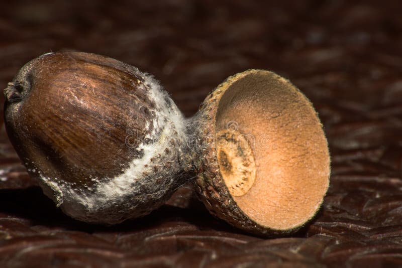 Rotten Acorn with a Cap Macro Stock Photo - Image of mold, mildew ...