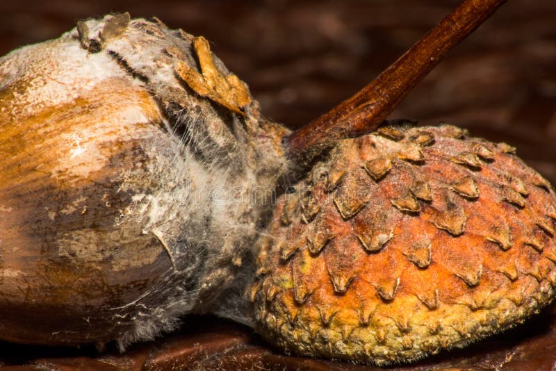 Rotten Acorn with Mold is Macro Stock Image - Image of building, autumn ...