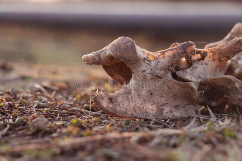 Animal Skeleton Exposed in Dry Field Stock Image - Image of flesh ...