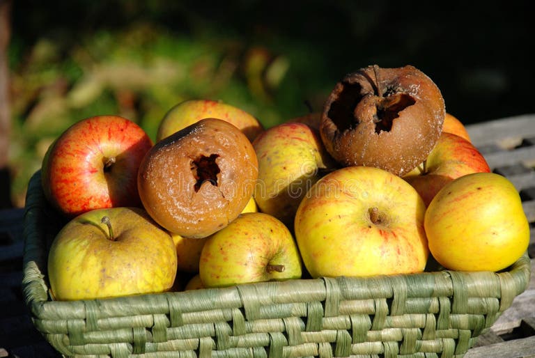 Rotten Apple Basket Stock Photos - Free & Royalty-Free Stock Photos ...