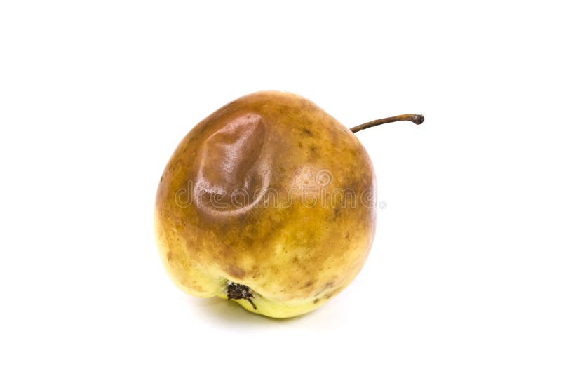 Rotten apple stock photo. Image of fruit, apple, natural - 13286762