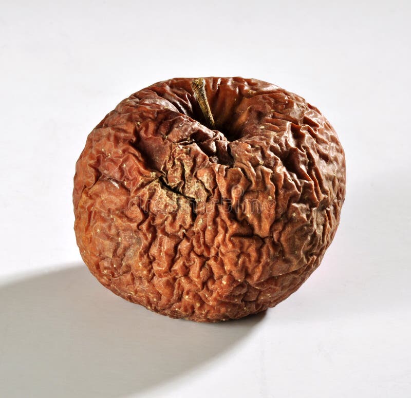 Rotten apple stock photo. Image of carrion, drained, dried - 16073062