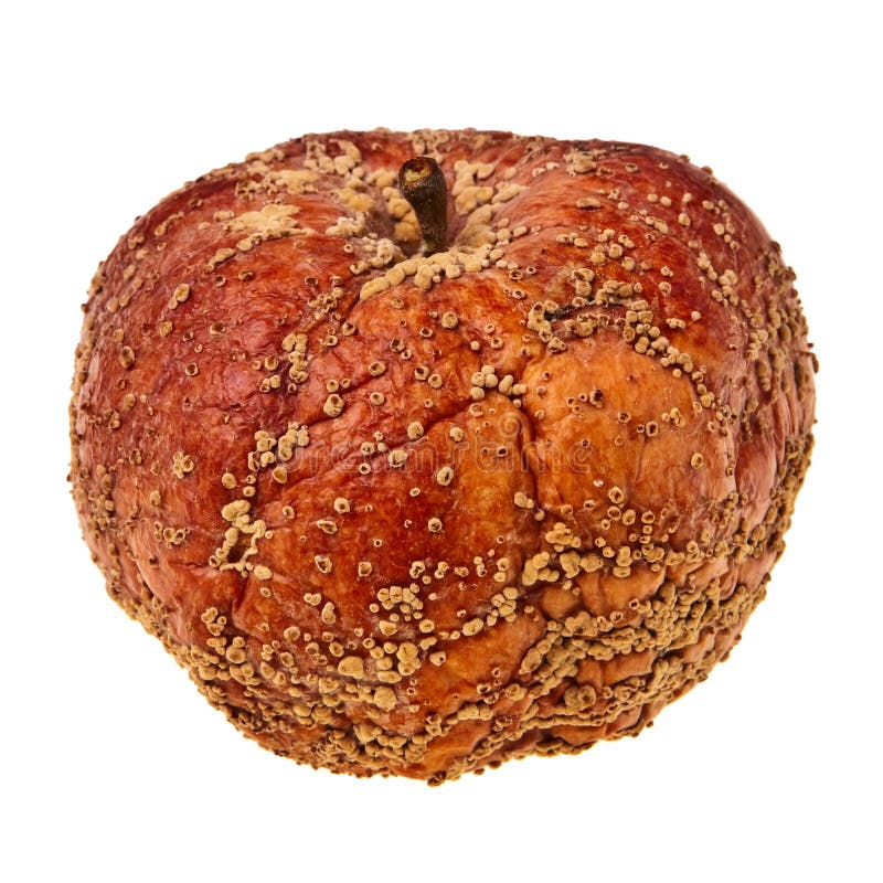 Rotten Apple Quince on the Fruit Tree, Monilia Laxa Infestation Plant ...