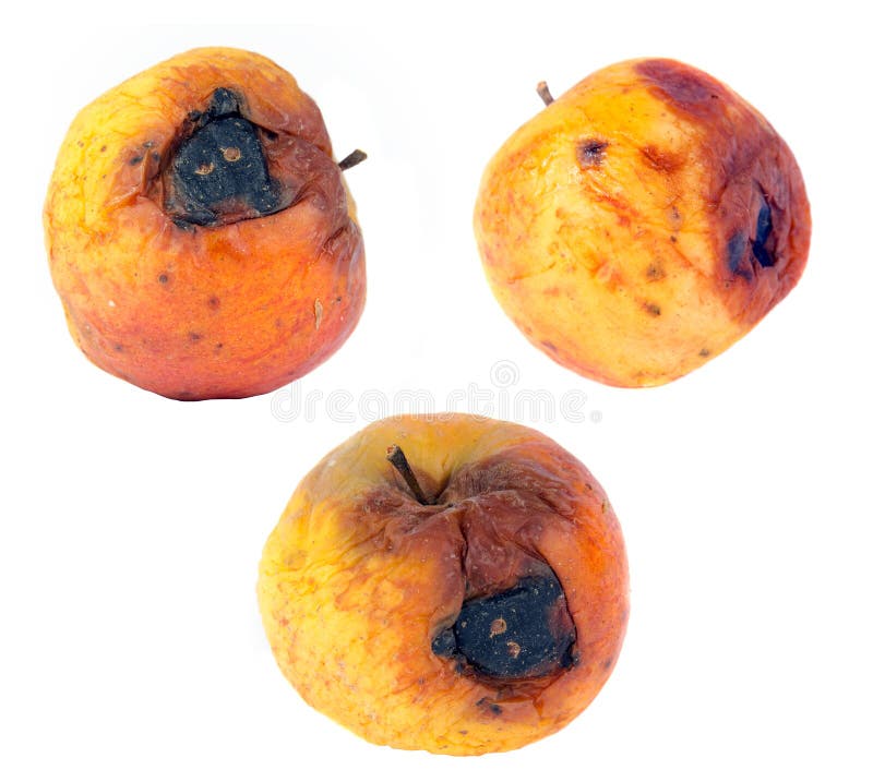 Rotten apple stock photo. Image of insect, natural, form - 13258722