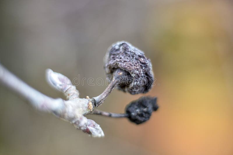 Rotten Apple , Human Face, Aging Concept Stock Image - Image of apple ...