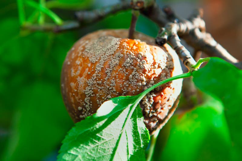 4,837 Spoiled Fruit Photos - Free & Royalty-Free Stock Photos from ...