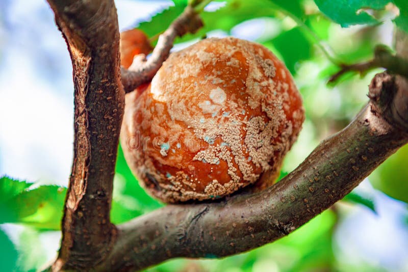Rotten apple stock image. Image of leaf, gardening, leaves - 227180895